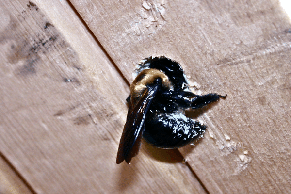 How To Protect Wood Siding From Carpenter Bees