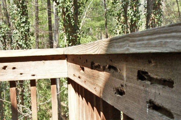 How To Protect Wood Siding From Carpenter Bees