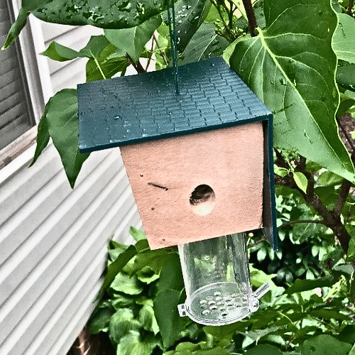 How To Protect Wood Siding From Carpenter Bees