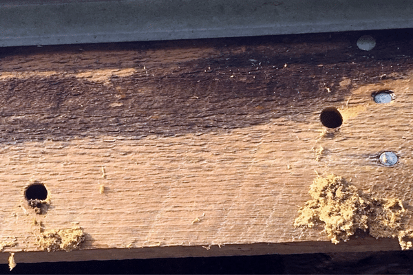 Carpenter Bee Damage To House